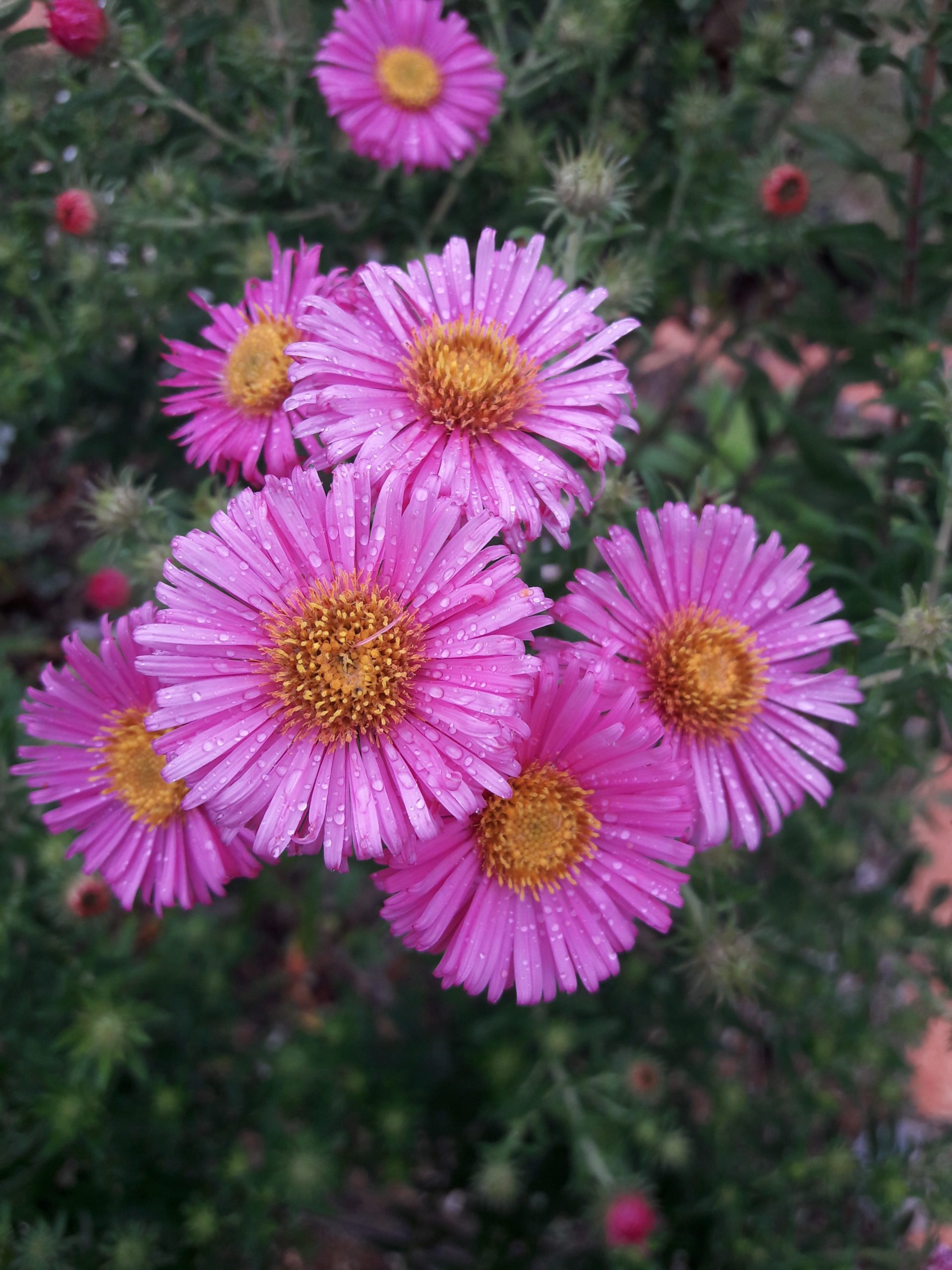 Asters d'automne - Les Jardins de Phocas