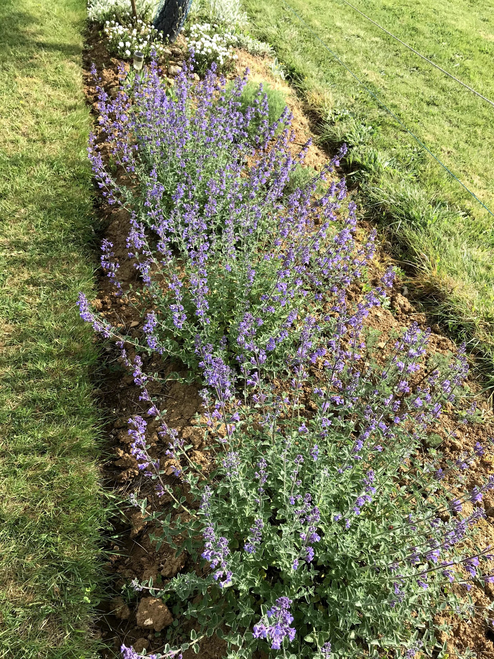 Nepeta faassenii Walker's Low - Les Jardins de Phocas