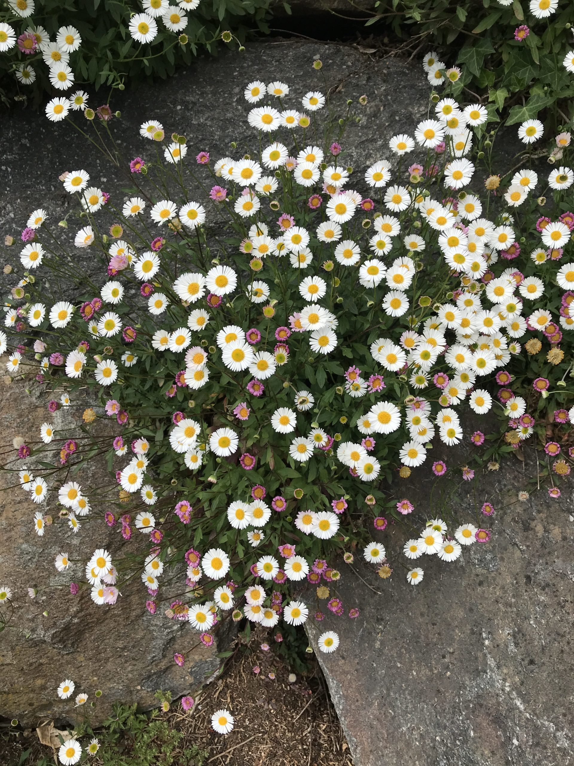 Erigeron 'Karvinskianus' ou Vergerette - Les Jardins de Phocas