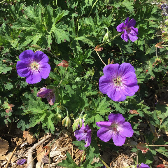 Geranium vivace 'Rozanne' - Les Jardins de Phocas