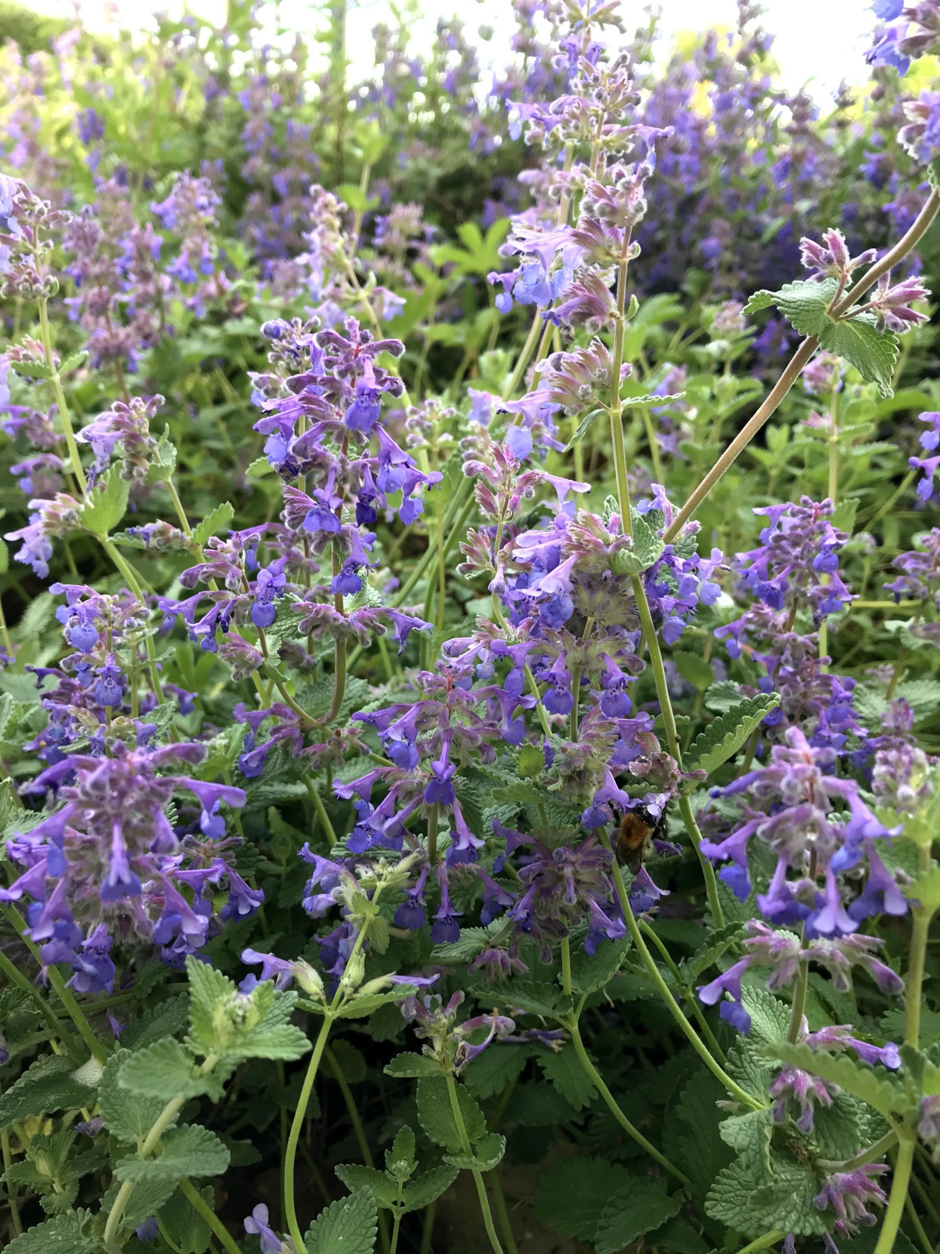 Nepeta faassenii Walker's Low - Les Jardins de Phocas