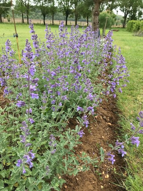 Nepeta faassenii Walker's Low - Les Jardins de Phocas