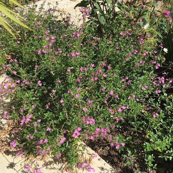 Sauge arbustive - Salvia microphylla grahamii - Les Jardins de Phocas