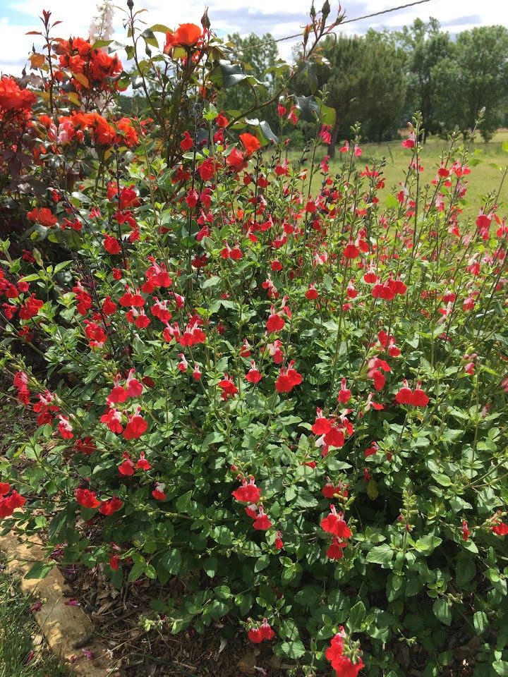 Sauge arbustive - Salvia microphylla grahamii - Les Jardins de Phocas