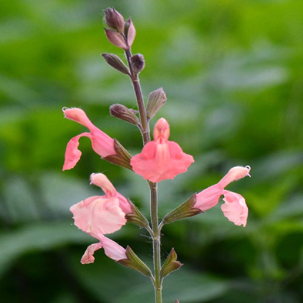 Sauge arbustive - Salvia microphylla grahamii - Les Jardins de Phocas