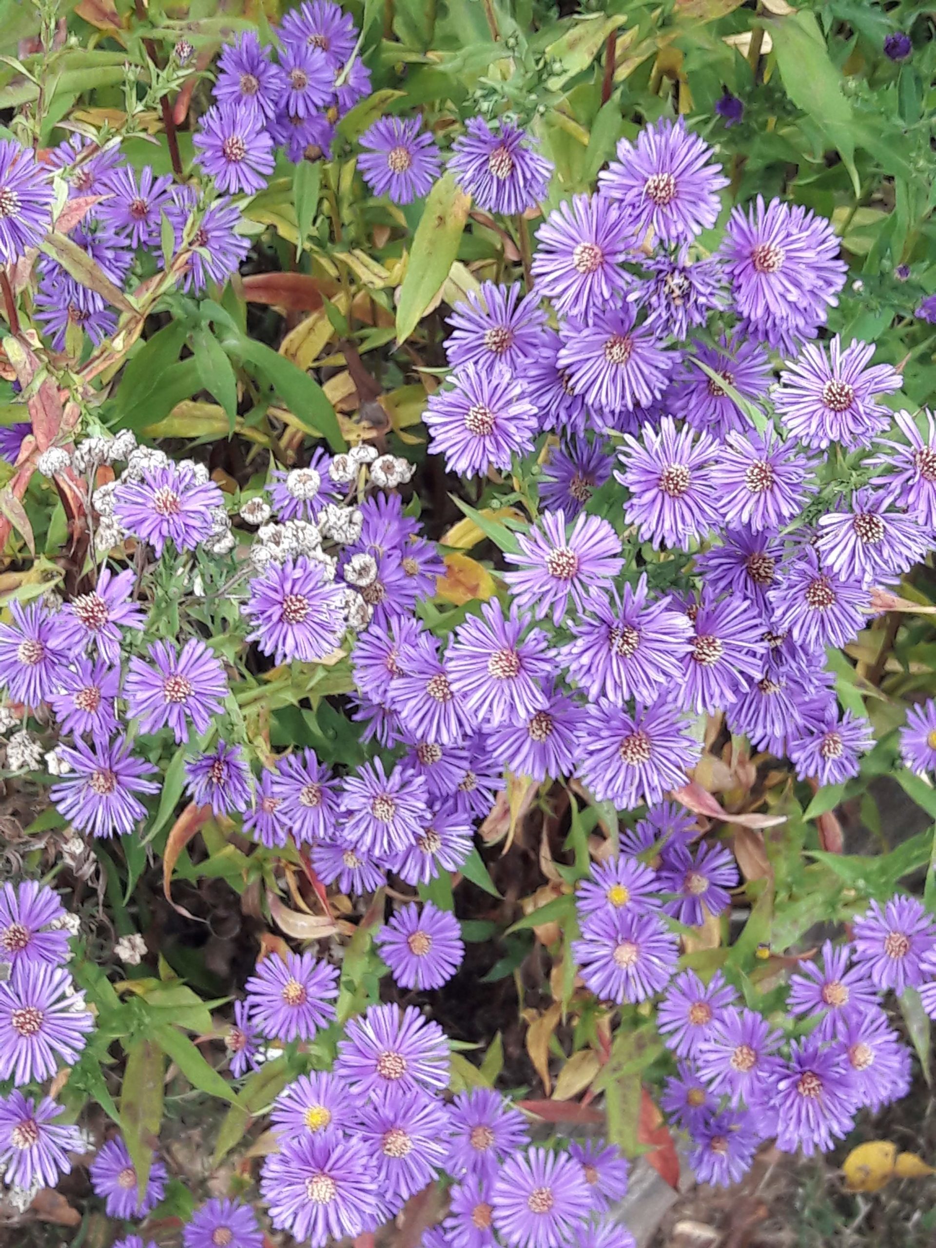 Asters d'automne - Les Jardins de Phocas