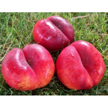 Brugnon plat - Les Jardins de Phocas