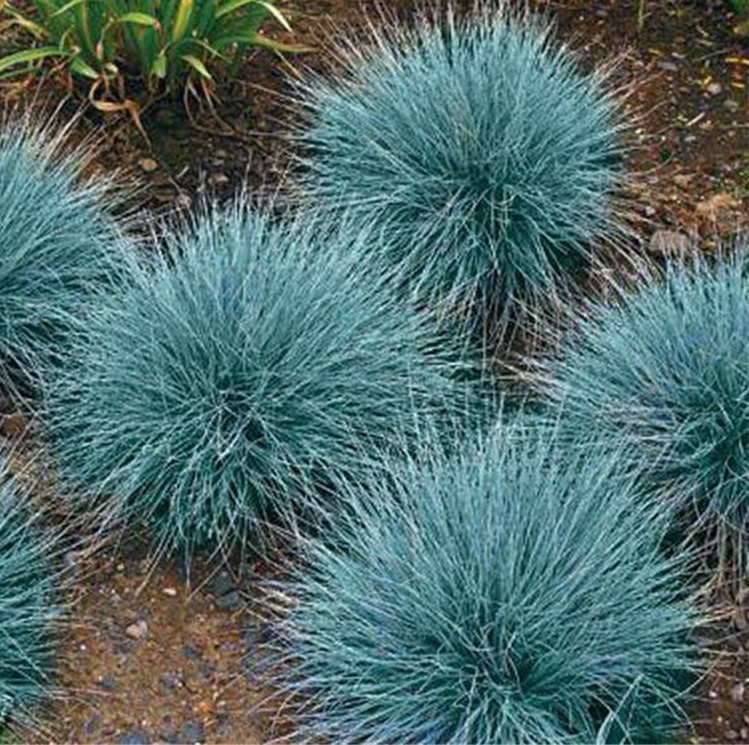 FESTUCA Glauca - Fétuque bleue - Les Jardins de Phocas