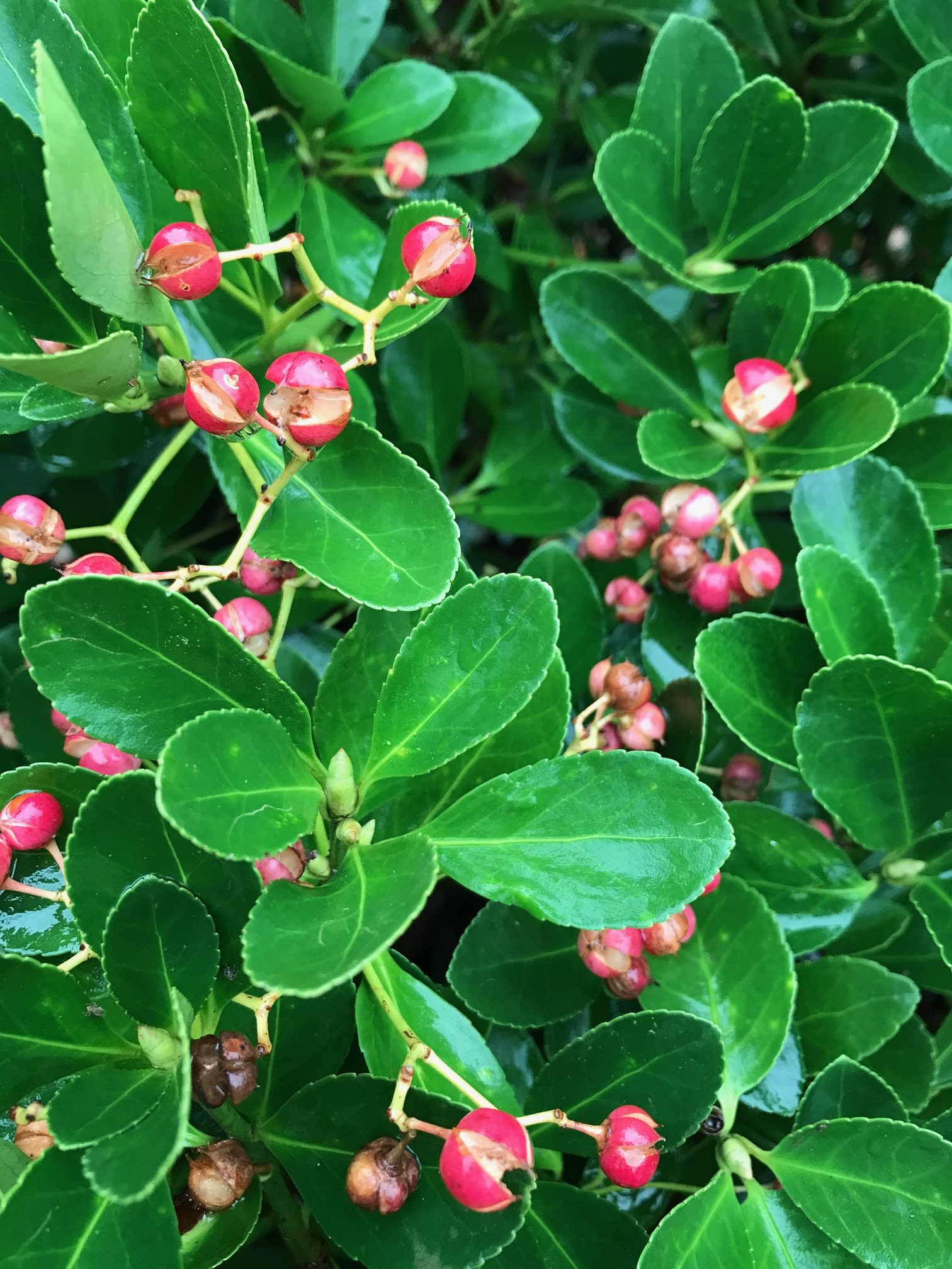 Euonymus Japonicus - Les Jardins de Phocas