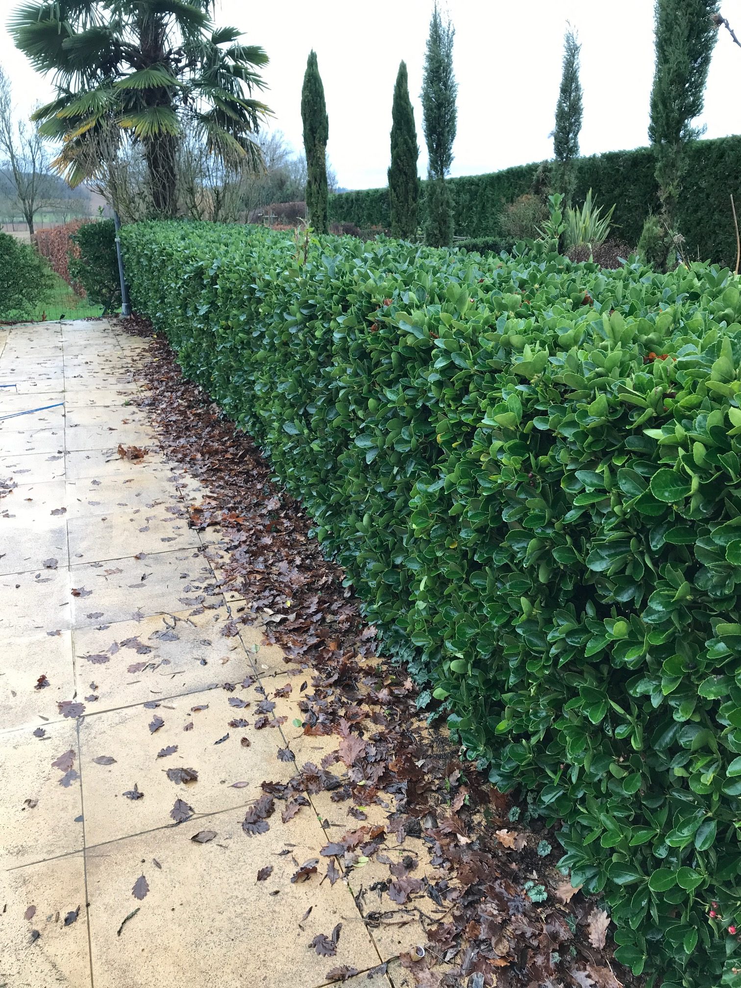 Euonymus Japonicus - Les Jardins de Phocas