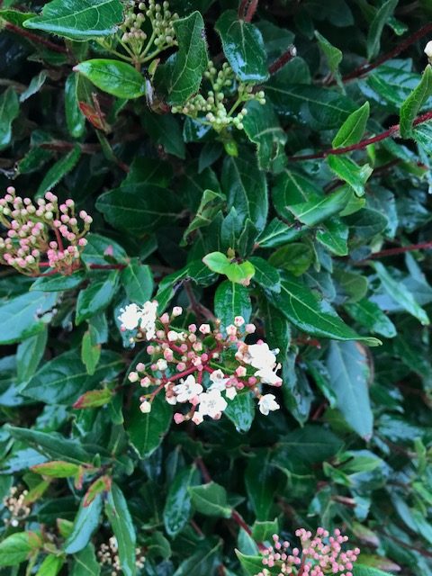 Viburnum tinus ou Laurier Tin - Les Jardins de Phocas