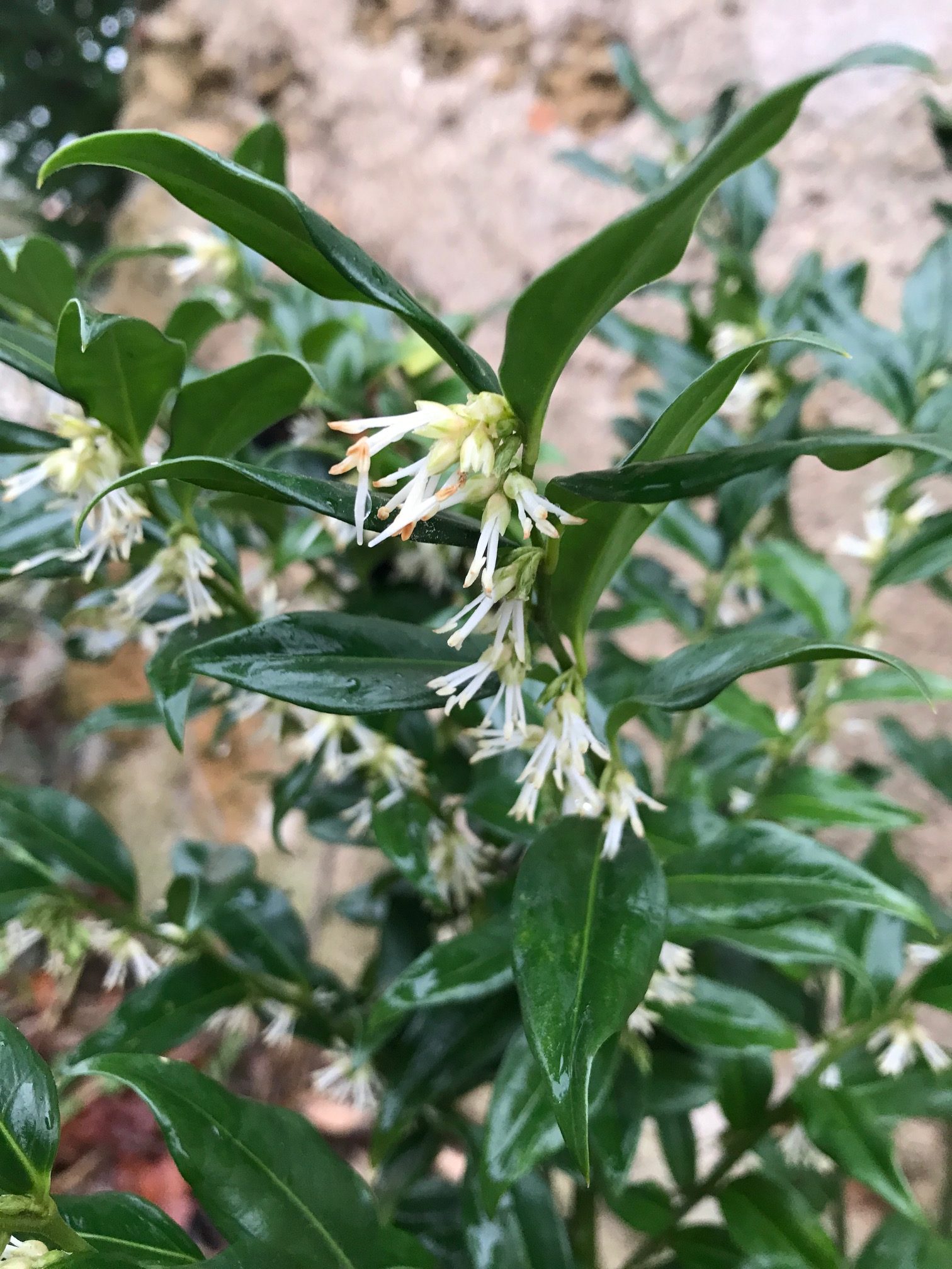 Sarcococca - Les Jardins de Phocas