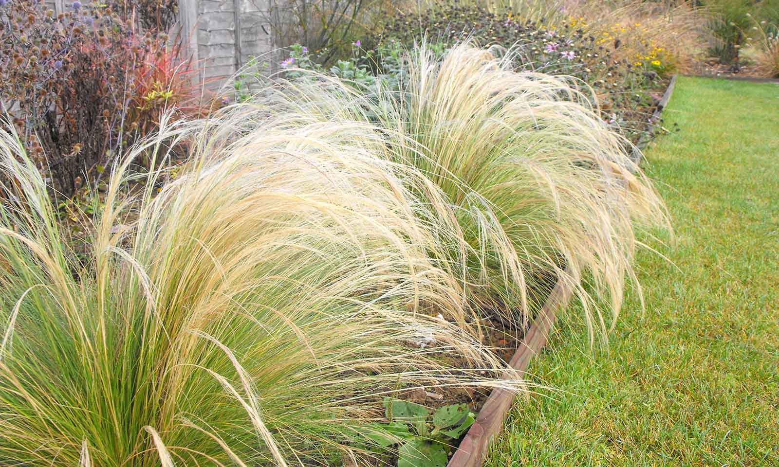 Stipa tenuissima - Cheveux d’anges - Les Jardins de Phocas