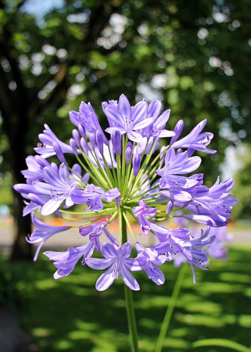 Agapanthes - Les Jardins de Phocas