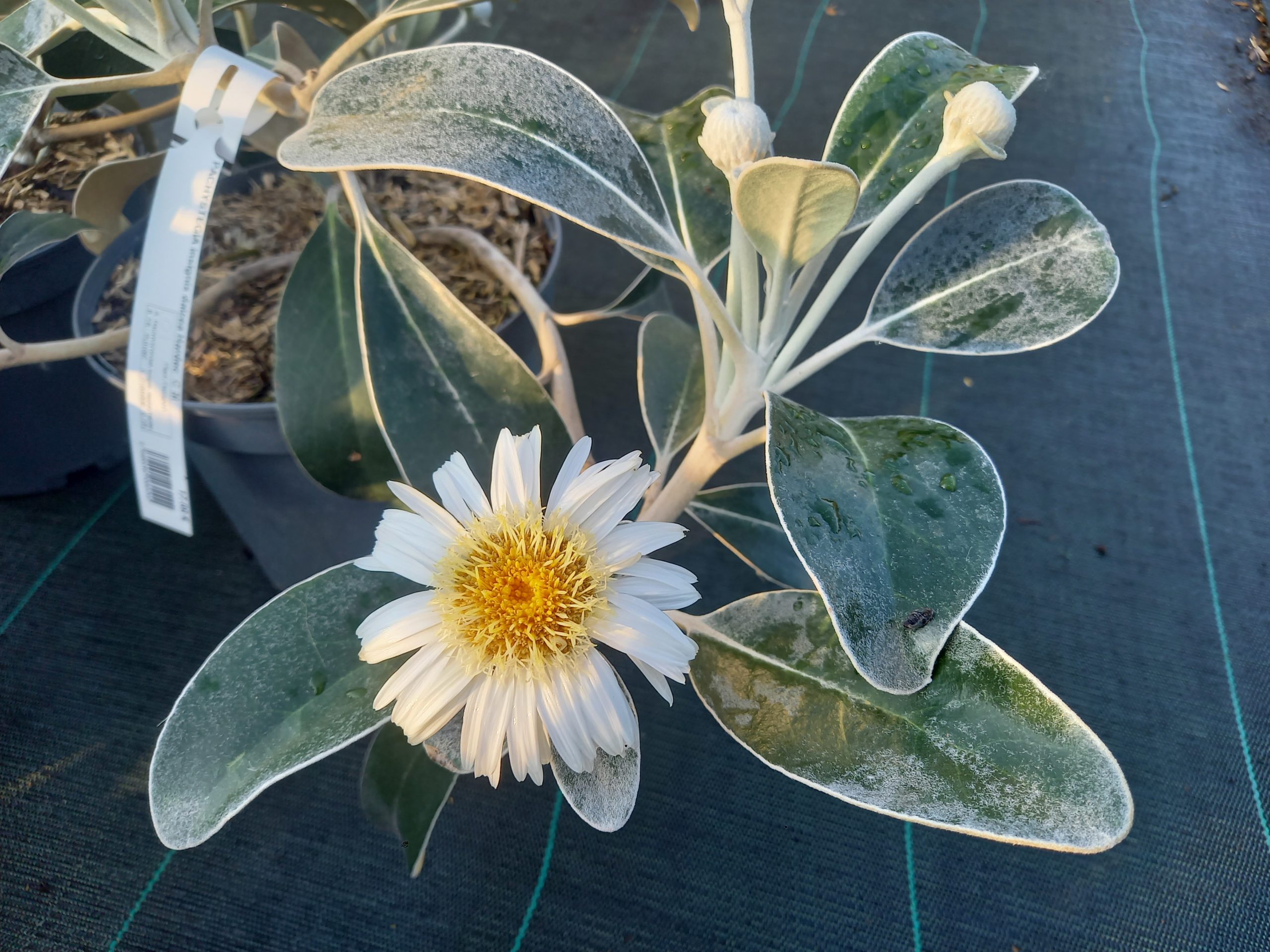 Pachystégia insignis Daizea - Les Jardins de Phocas