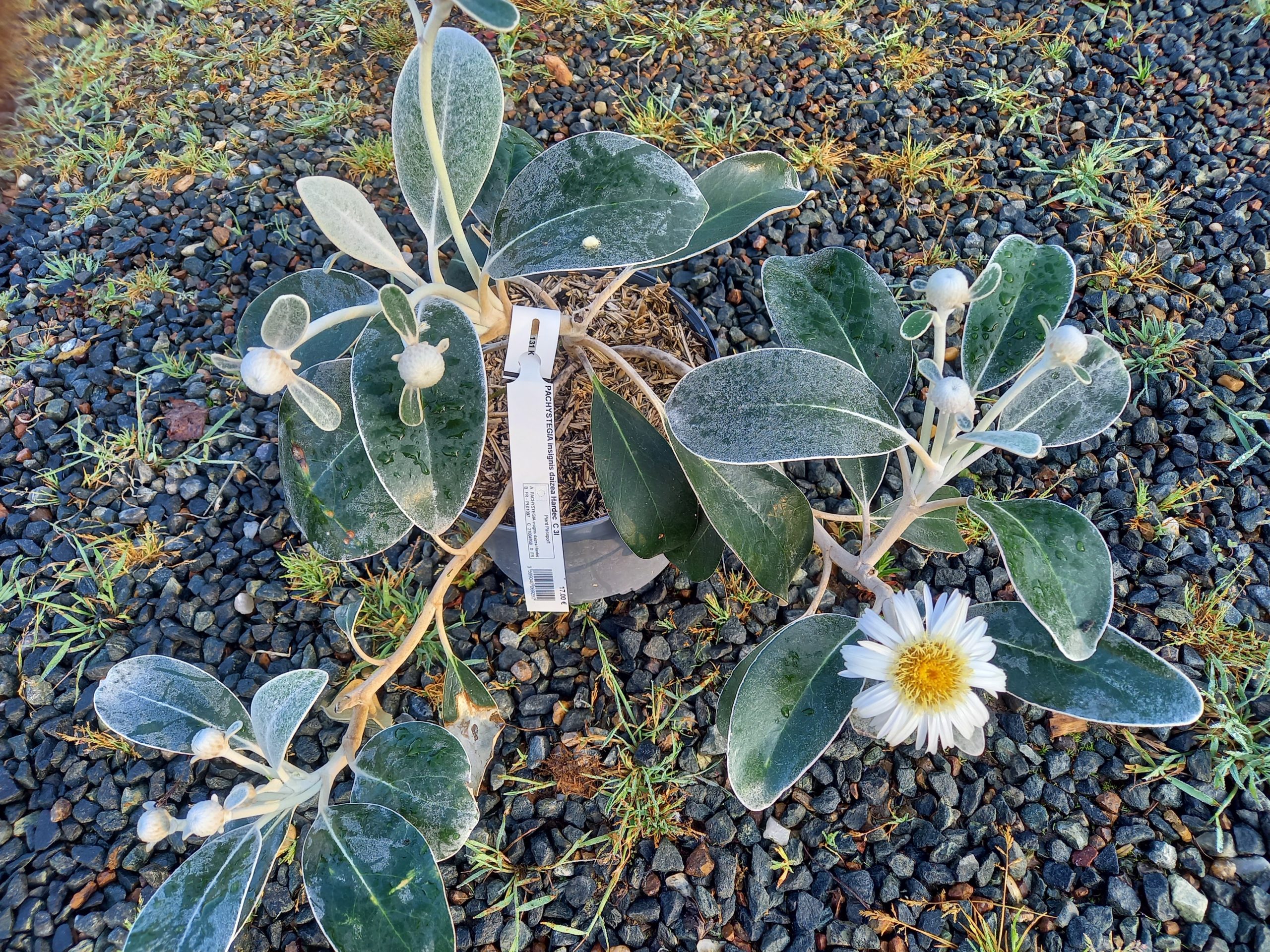 Pachystégia insignis Daizea - Les Jardins de Phocas