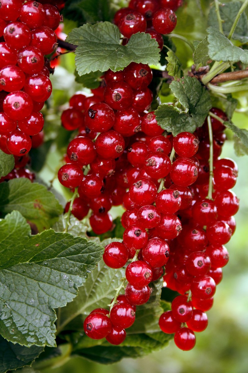 La taille des groseillers - Les Jardins de Phocas