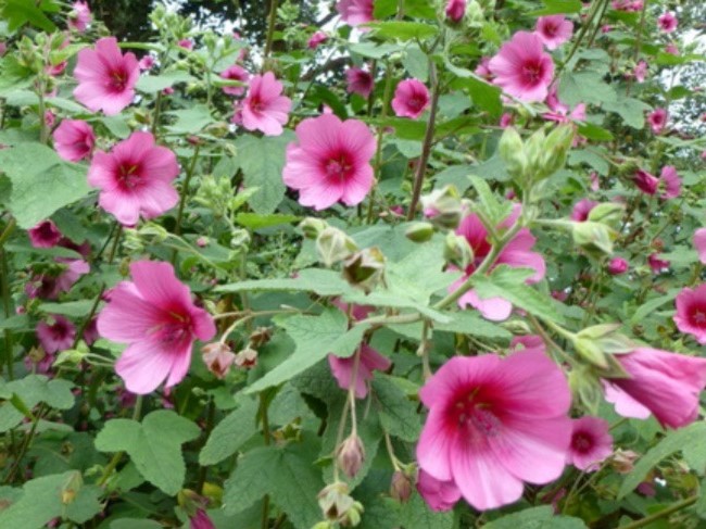 Anisodontea 'Lady in Pink' - Les Jardins de Phocas