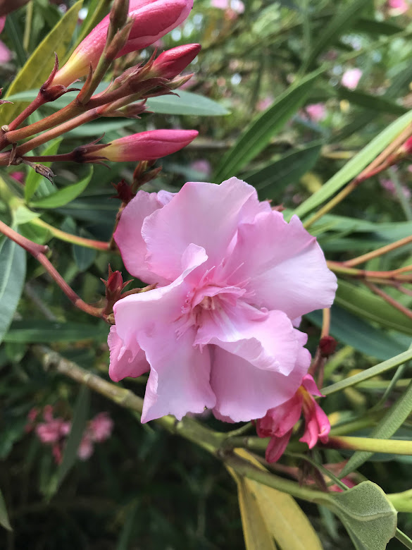 Laurier-rose - Les Jardins de Phocas