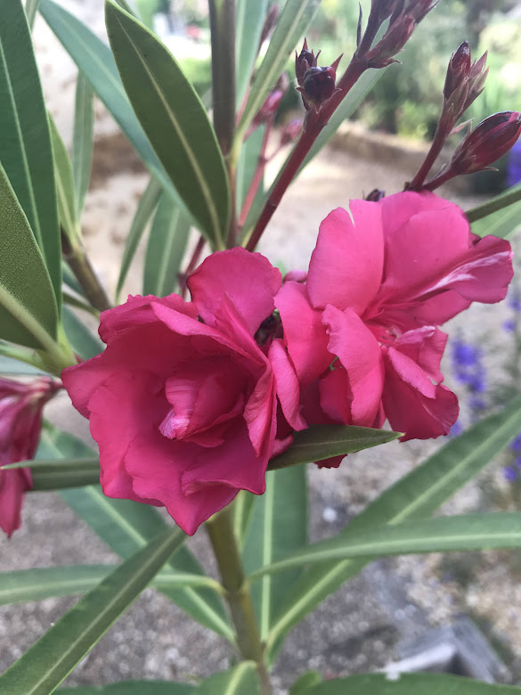 Laurier-rose - Les Jardins de Phocas