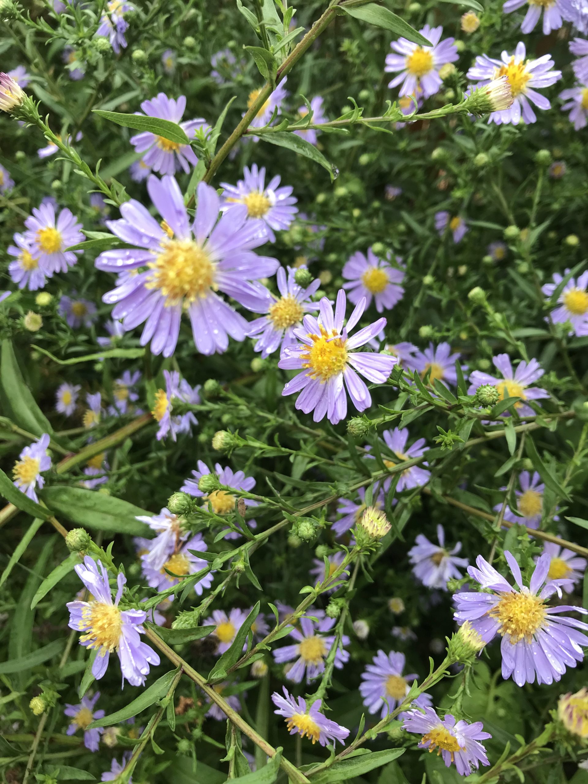 Asters d'automne - Les Jardins de Phocas