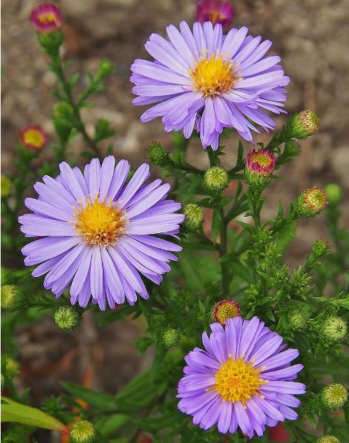 Asters d'automne - Les Jardins de Phocas