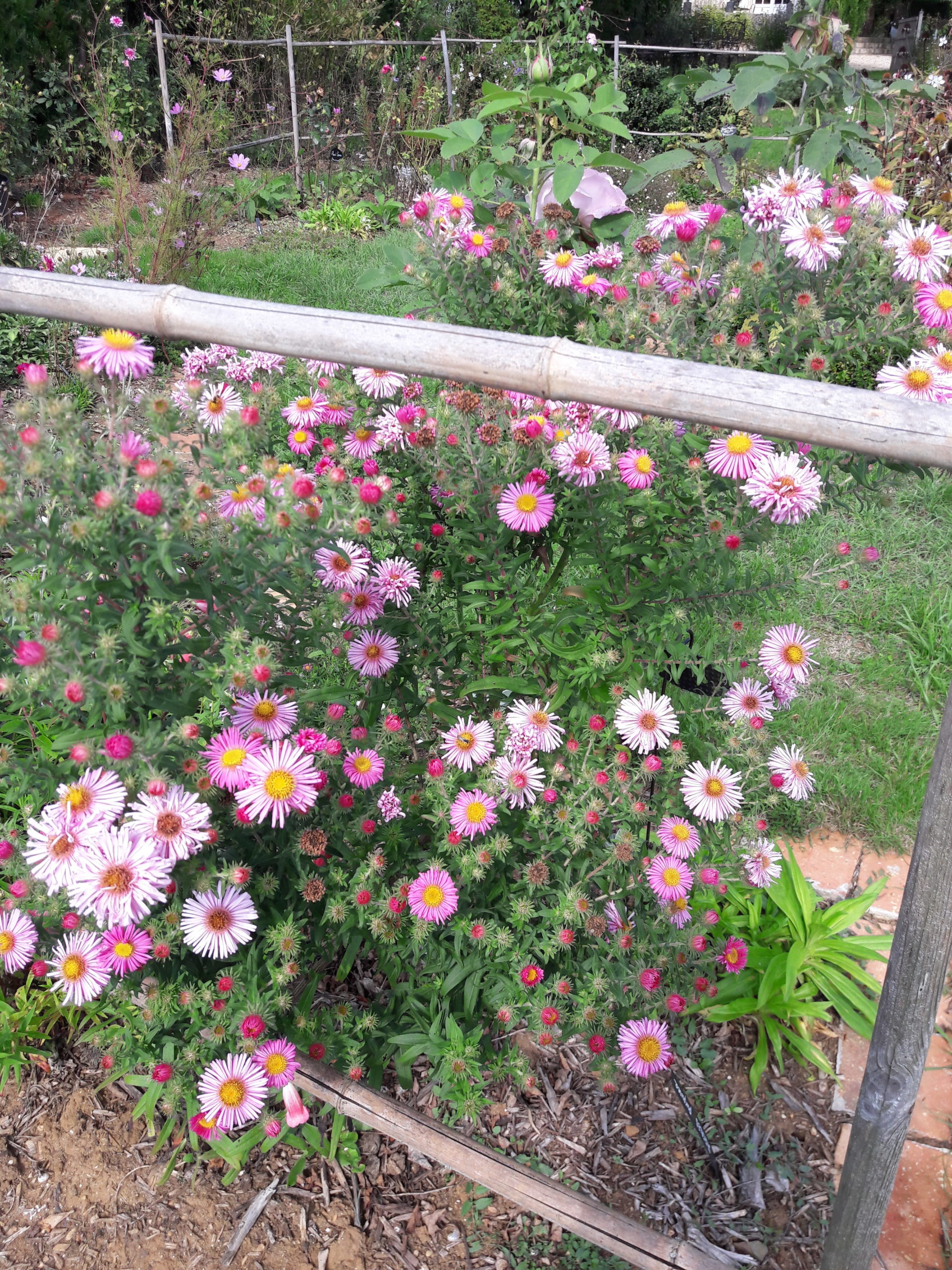 Asters d'automne - Les Jardins de Phocas