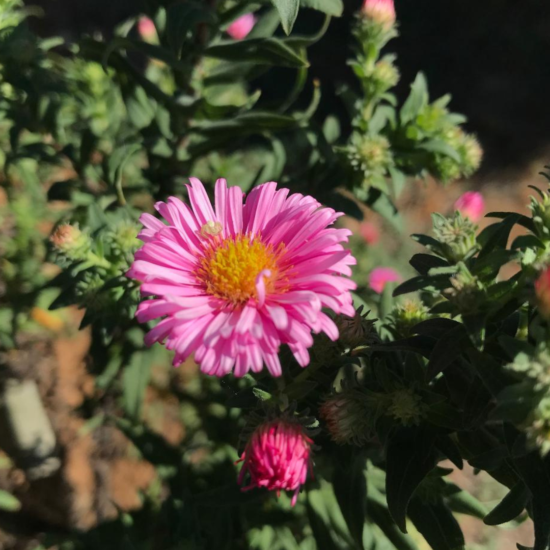 Asters d'automne - Les Jardins de Phocas