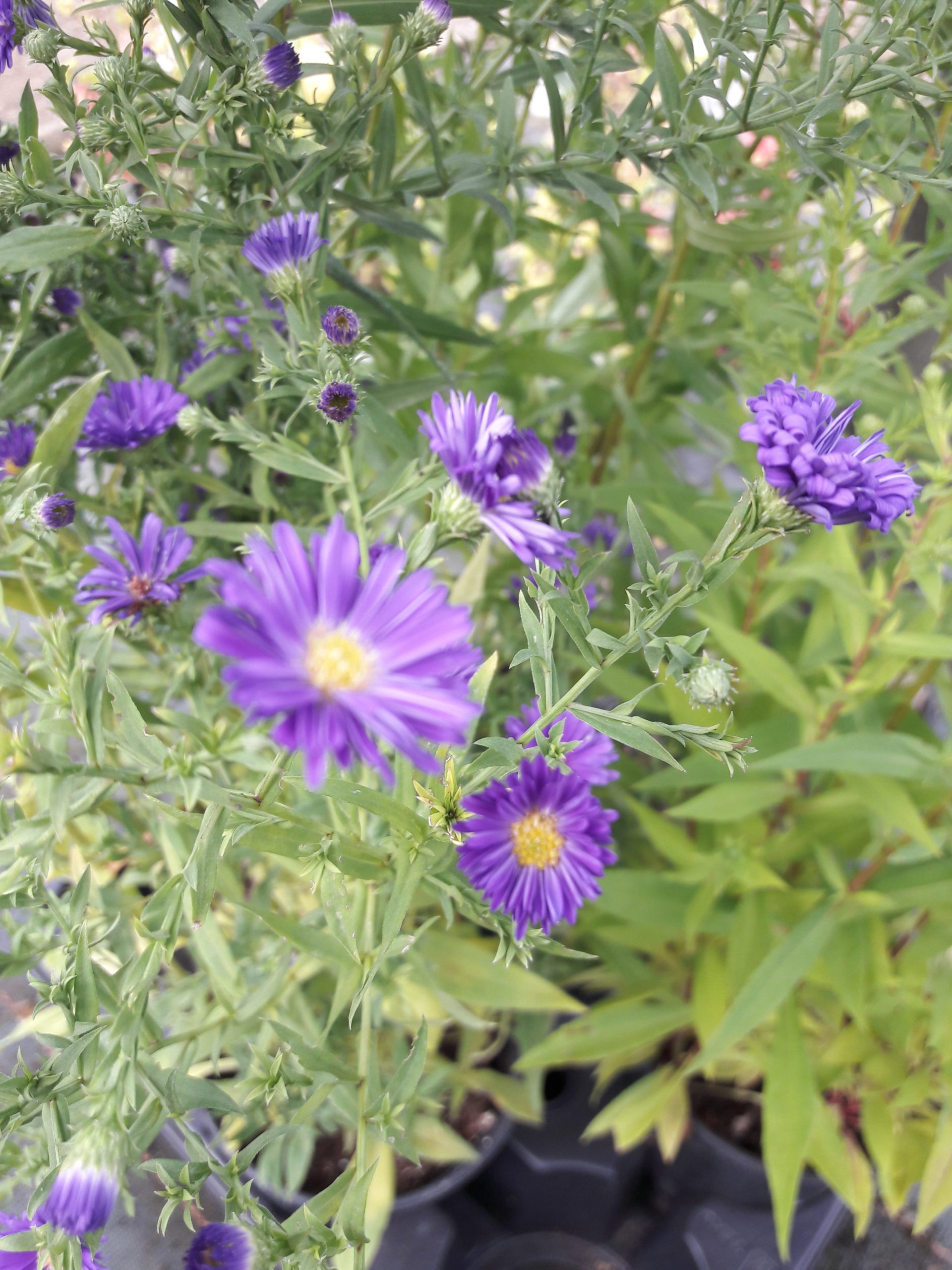 Asters d'automne - Les Jardins de Phocas