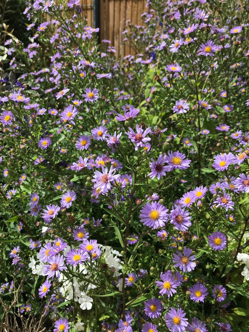 Asters d'automne - Les Jardins de Phocas