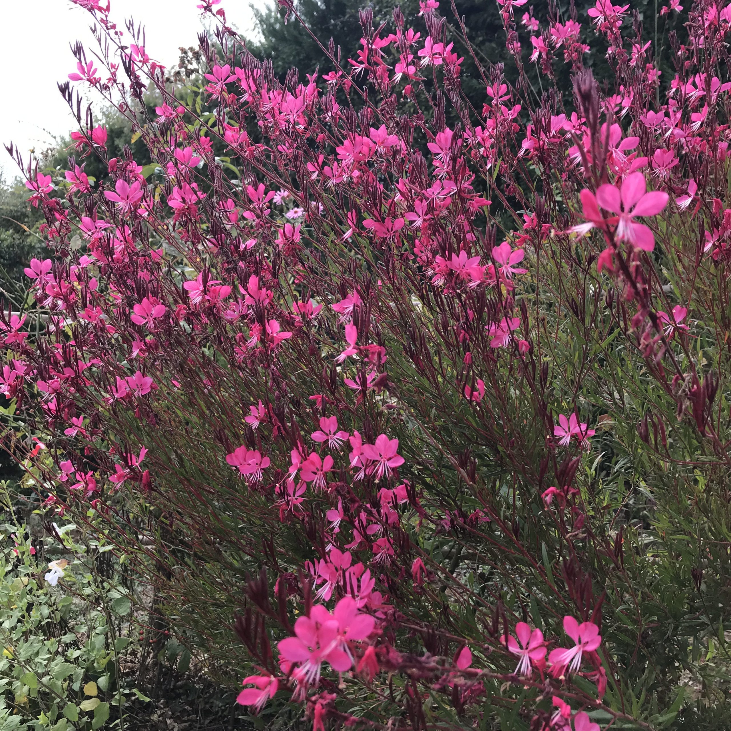 Gaura Lindheimeri Siskiyou pink - Les Jardins de Phocas